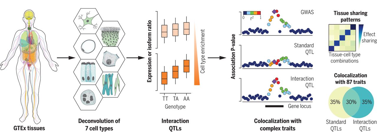 Cell type–specific genetic regulation of gene expression across human ...