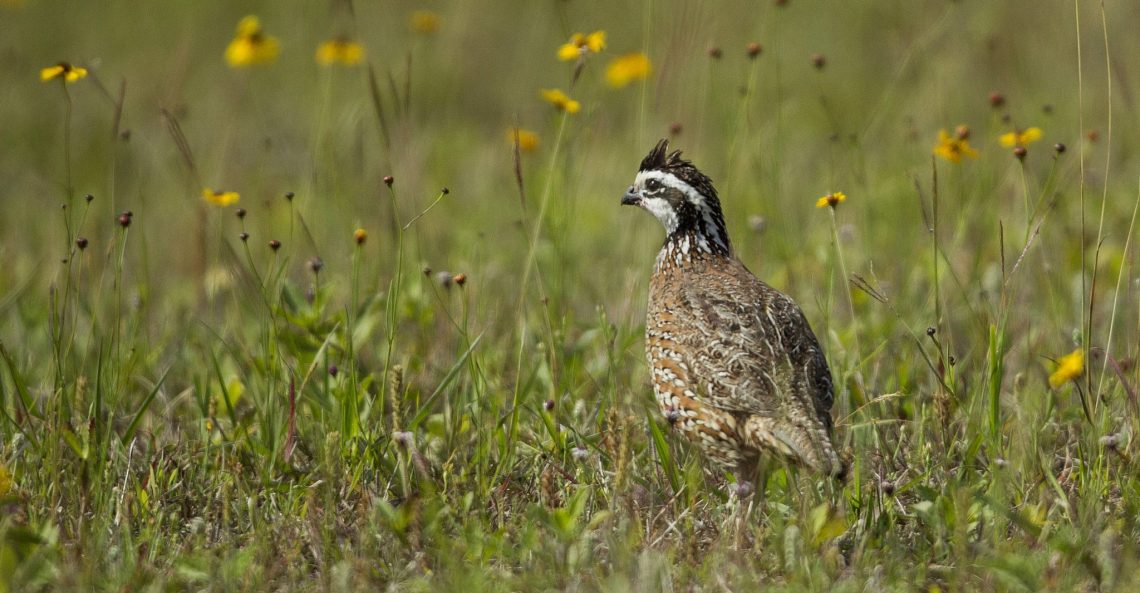 Texas’ bobwhite quail numbers dip; South Texas holds best potential ...